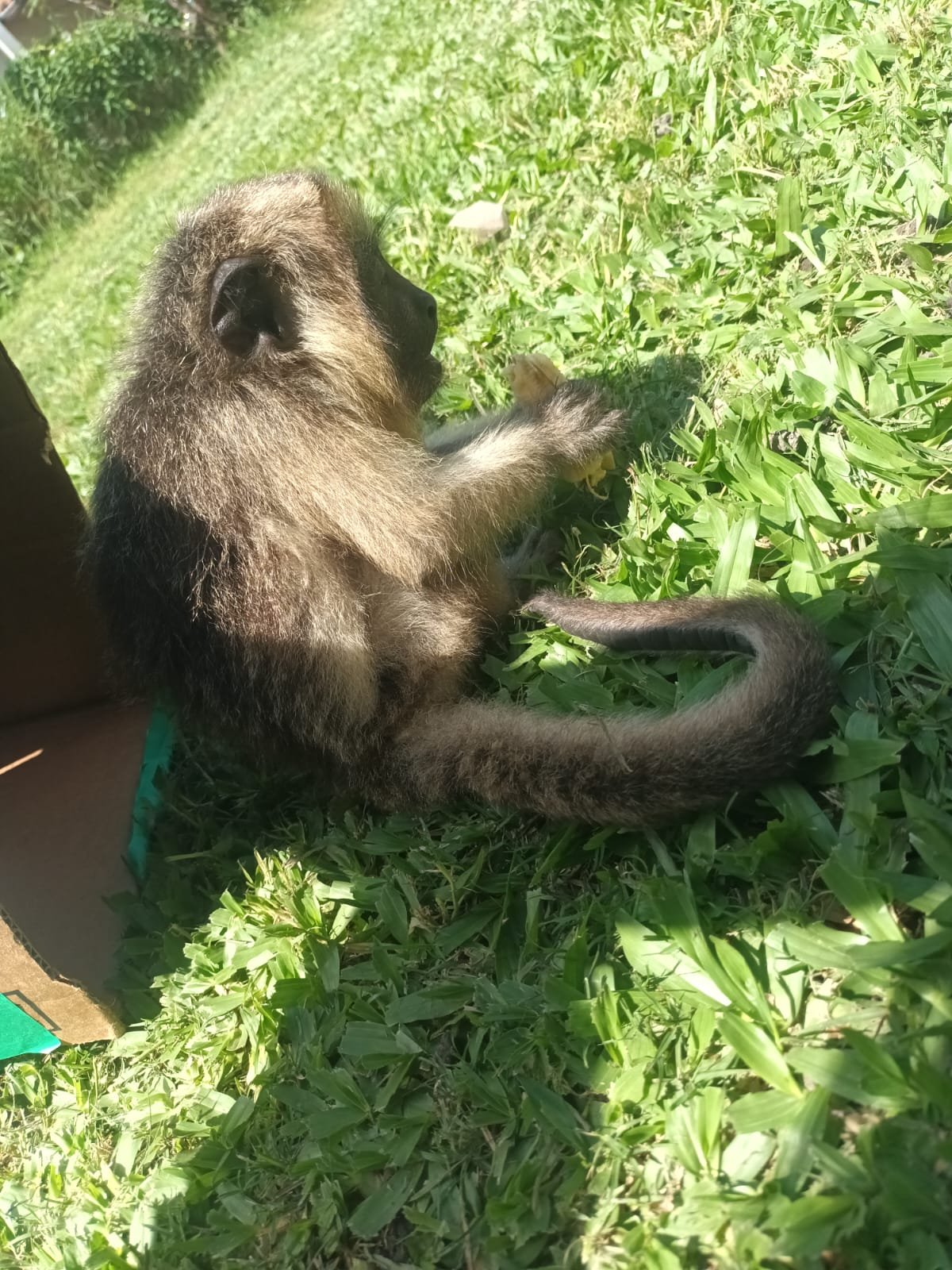 Resguardan a un mono carayá que deambulaba sobre la Ruta Nacional 11 en ...